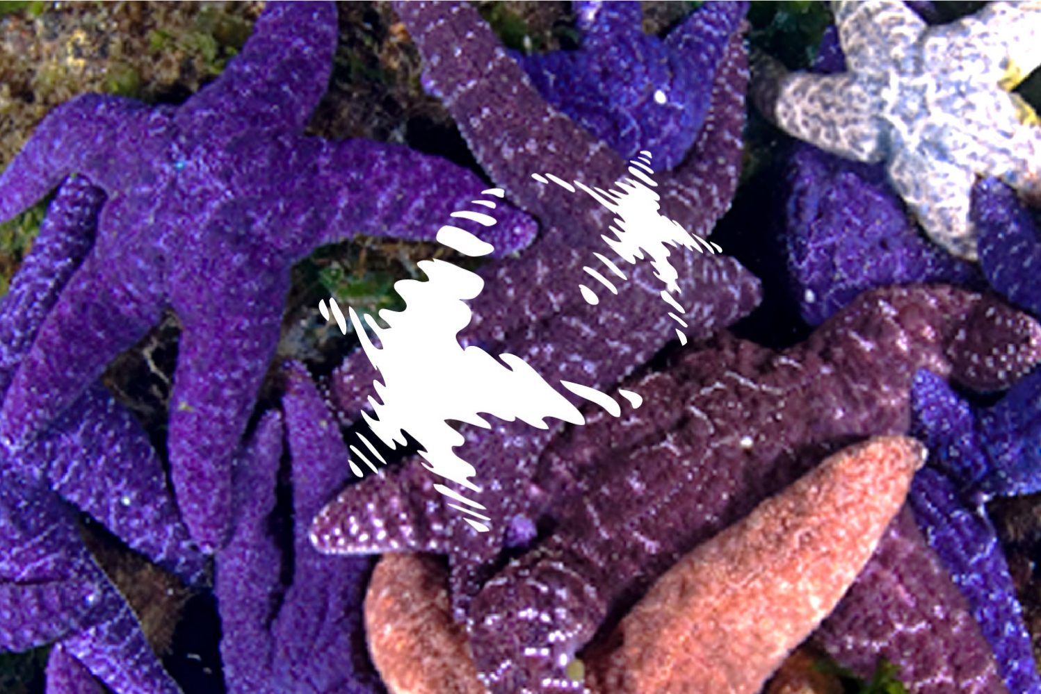 Massif Creative - Brand Design Agency